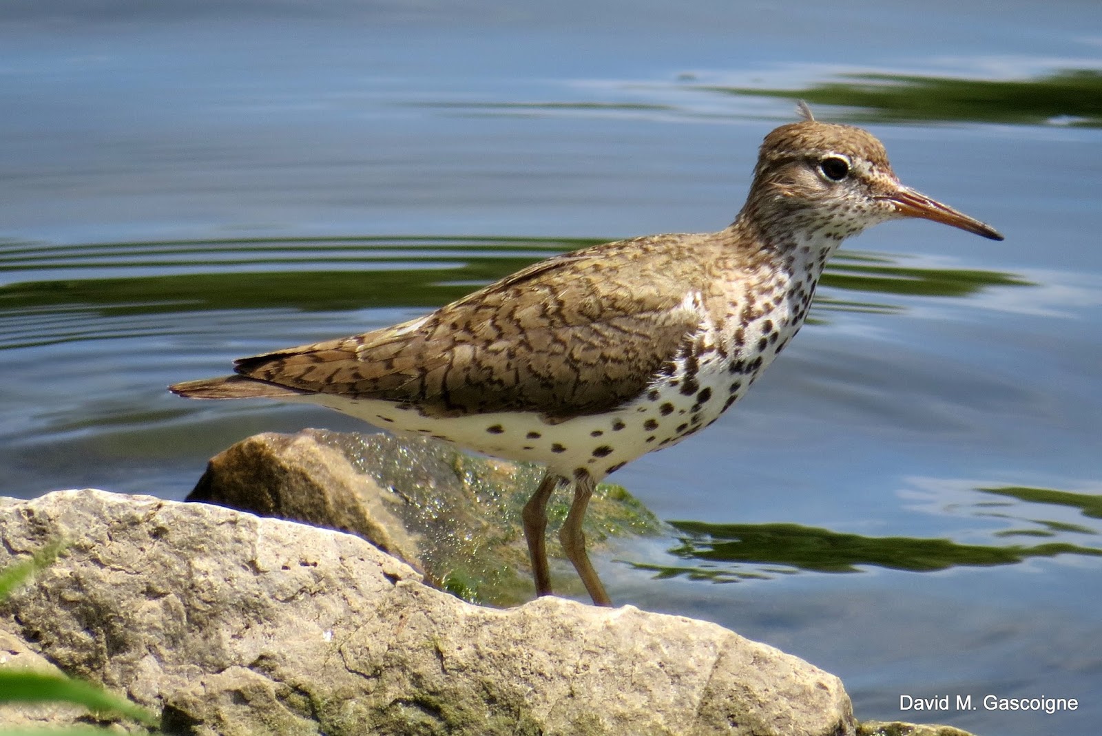 Spotted Sandpiper (Chevalier grivelé) - Travels With Birds