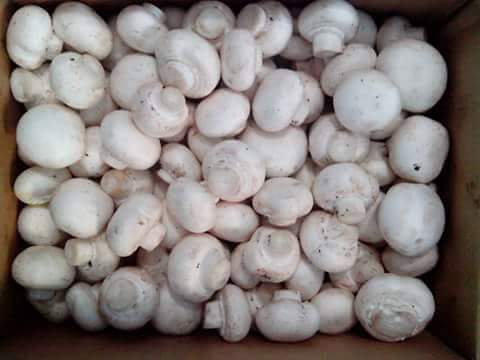 jual jamur Kancing / champignon: Jual Jamur Kancing Segar / Champignon