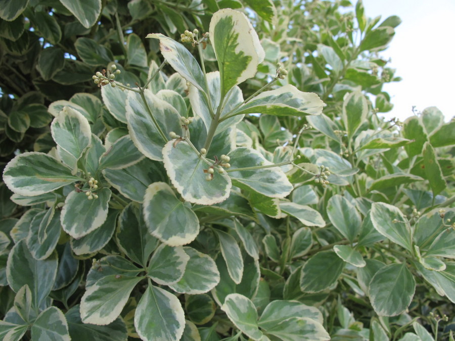 FLORA NEL SALENTO e.. anche altrove: Euonymus japonicus L.f ...