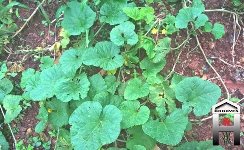 My Mash Melon (Chibud) Story