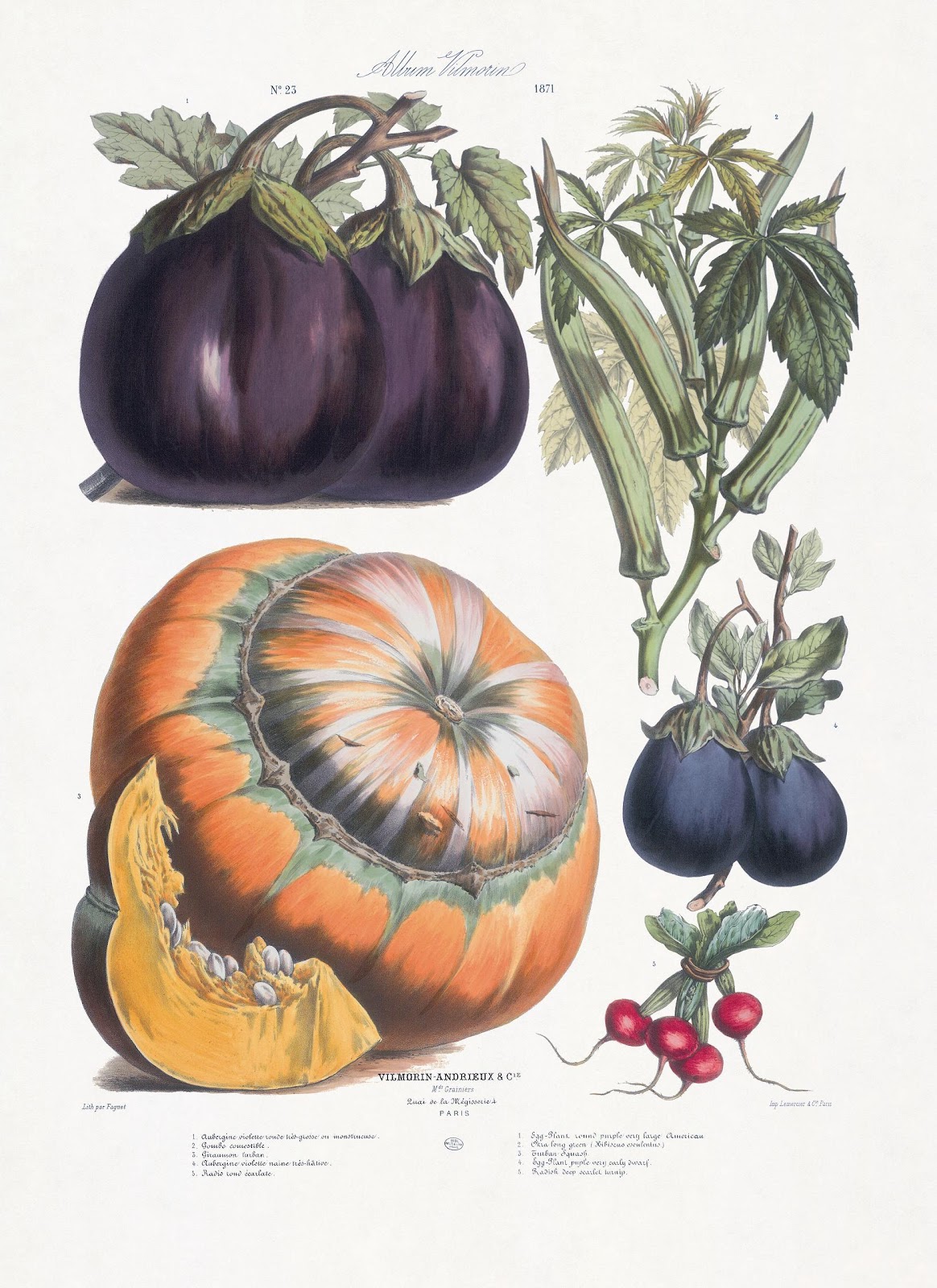 De jolies illustrations botaniques | pissenlit