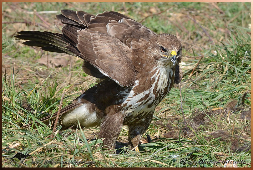 WILDLIFE GATEWAY: Danse avec une buse...