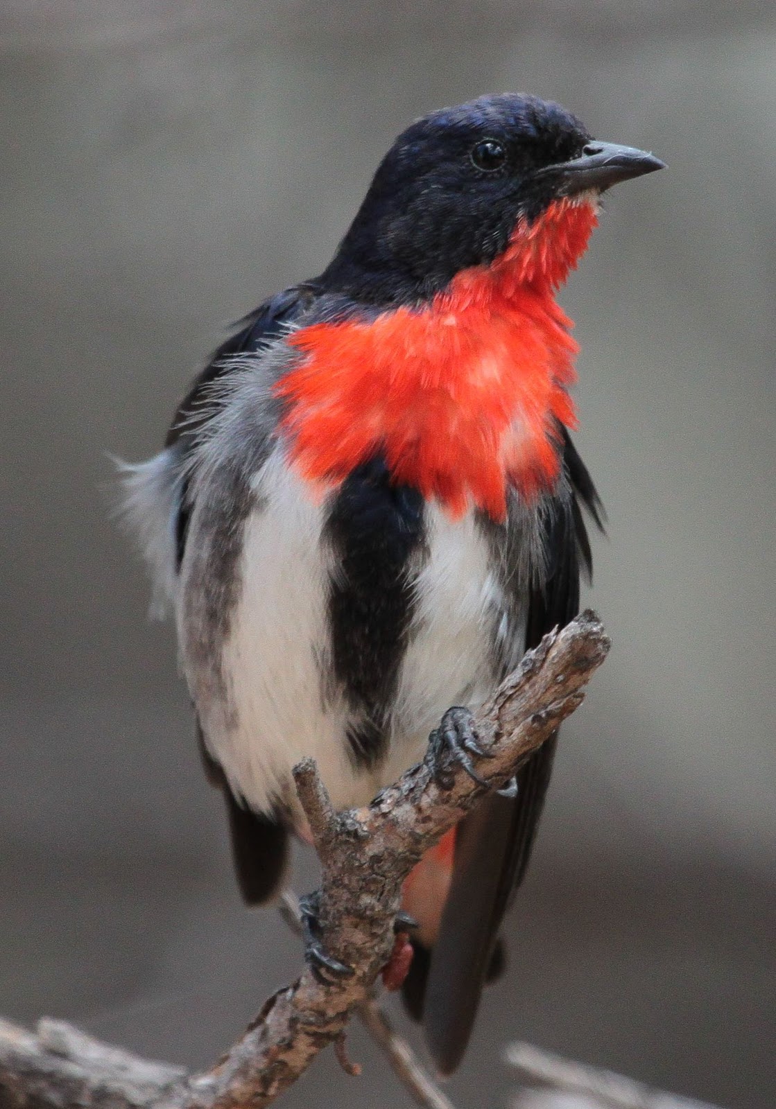 Richard Waring's Birds of Australia: Mistletoebird Magic at Simpsons Gap