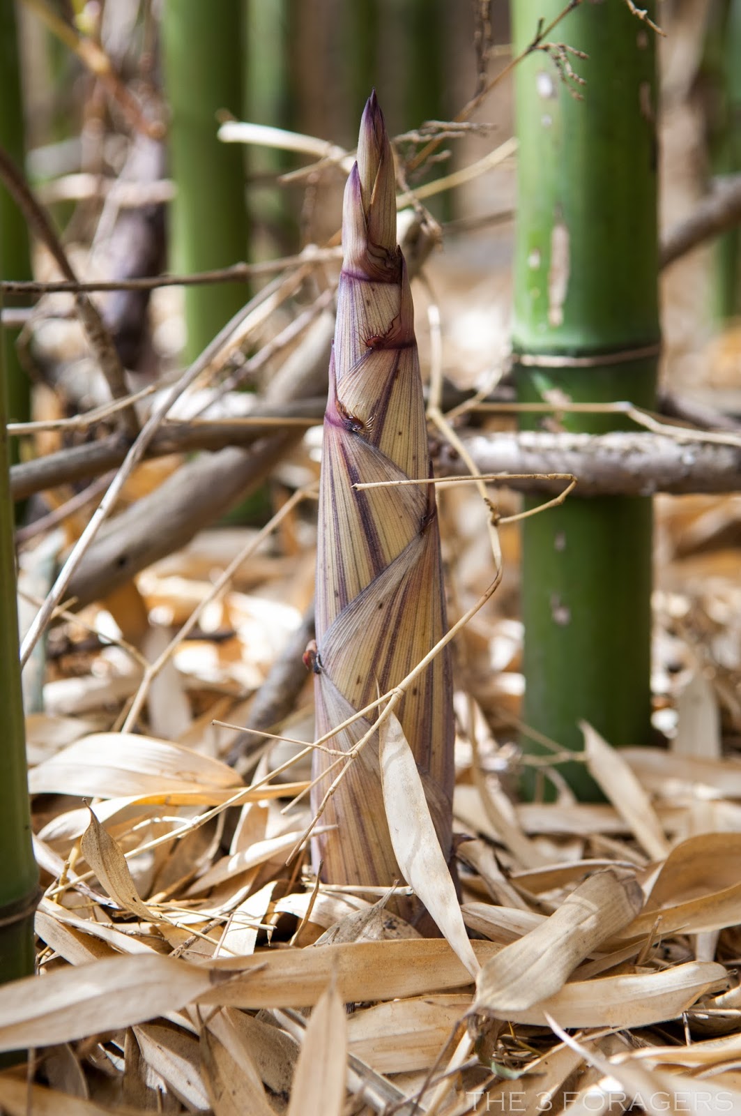 The 3 Foragers: Foraging for Wild, Natural, Organic Food: Bamboo Recipe ...