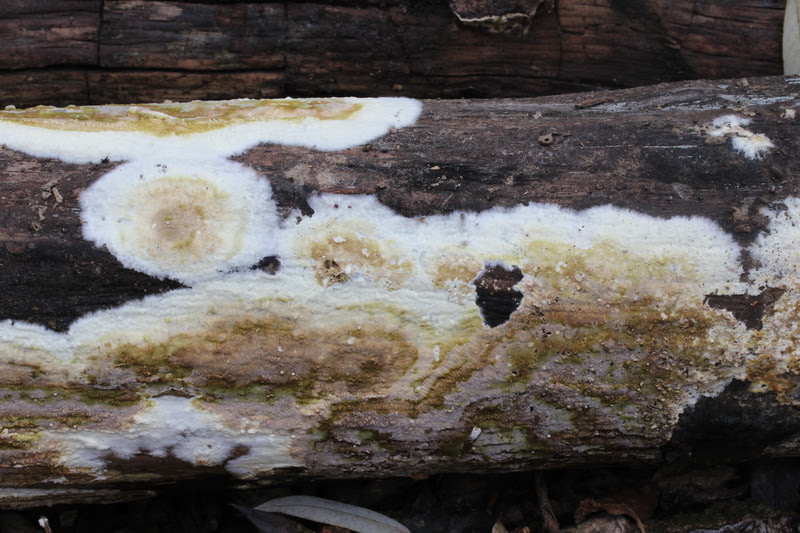 El mundo microscópico de los hongos: Coniophora puteana (Schum. Ex Fr ...