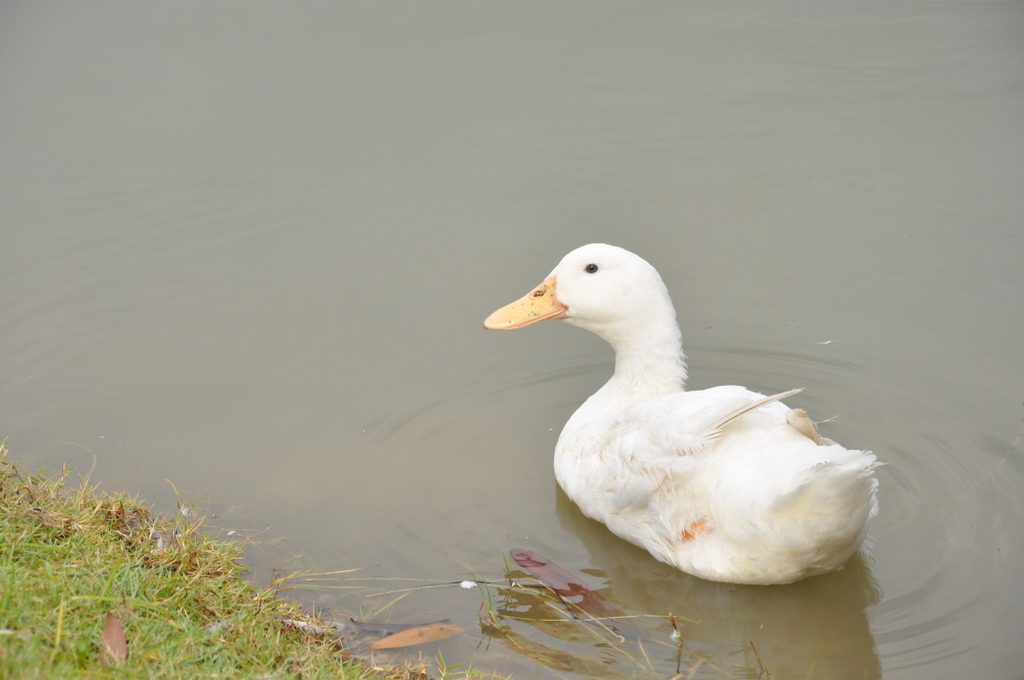 My Duck Collection: Beautiful white ducks
