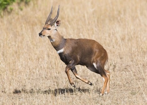 African Bushbuck Animals | Amazing Facts & Latest Pictures | All ...