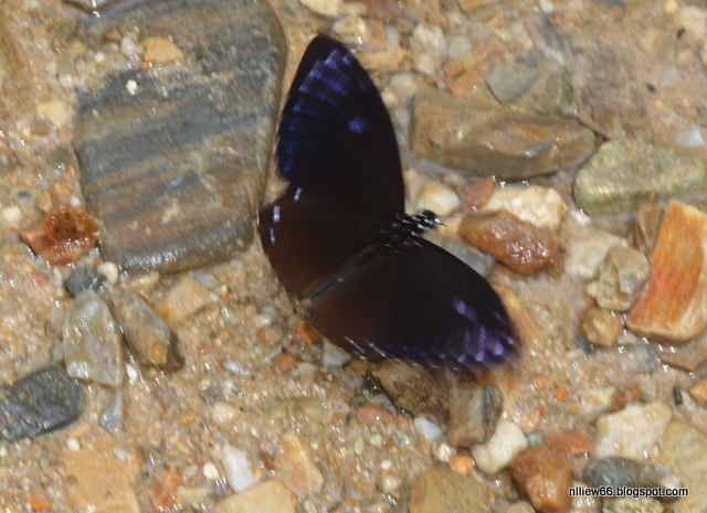 The Forested Path (and Beyond): BUTTERFLIES of RAUB: The Great Blue ...