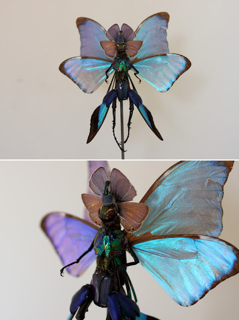 The Land of Melting Shadows: Flower Skeletons and Insect Fairies