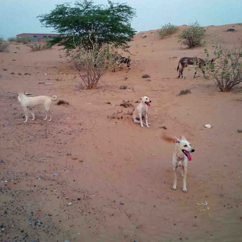 Wild born Canaan dogs of Saudi Arabia
