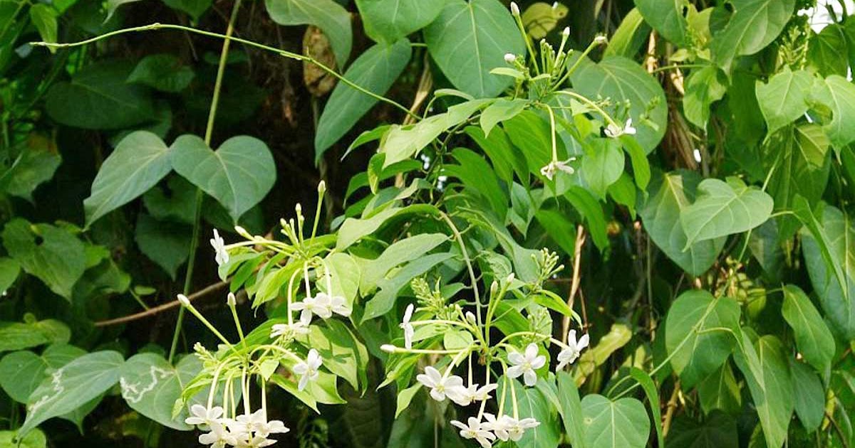 Medicinal Plants: Quisqualis indica Combretum indicum Rangoon Creeper