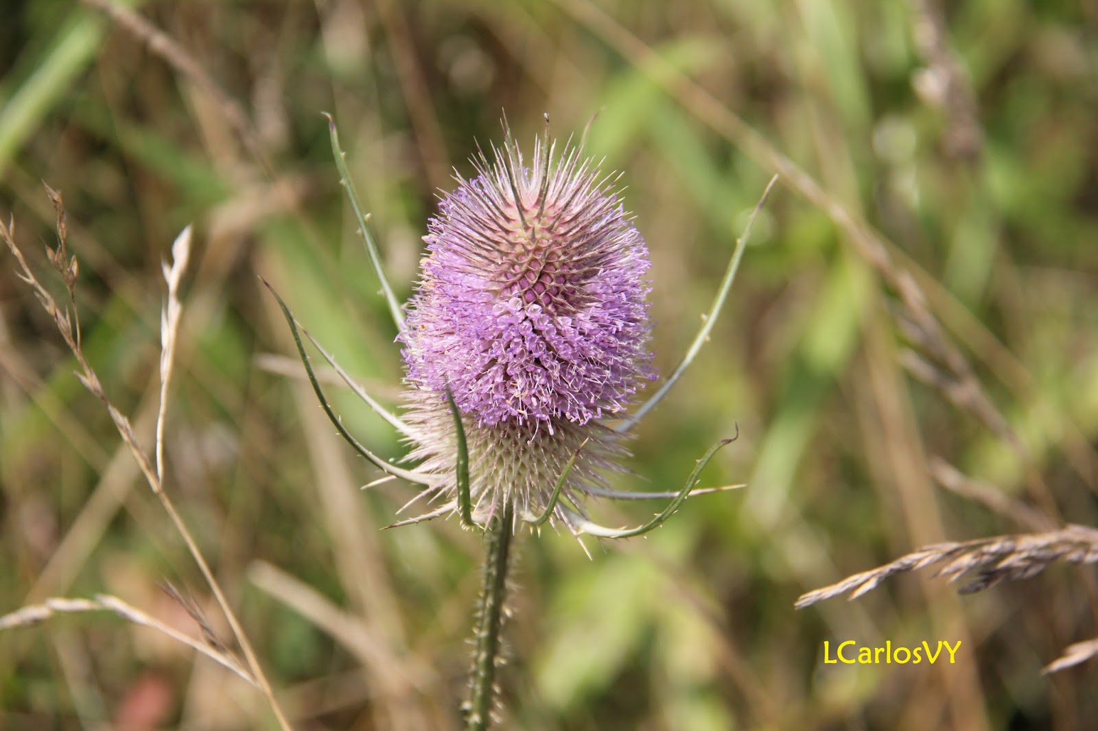 Plantas silvestres de Asturias: Cardencha,cardo de cardadores,de adorno ...