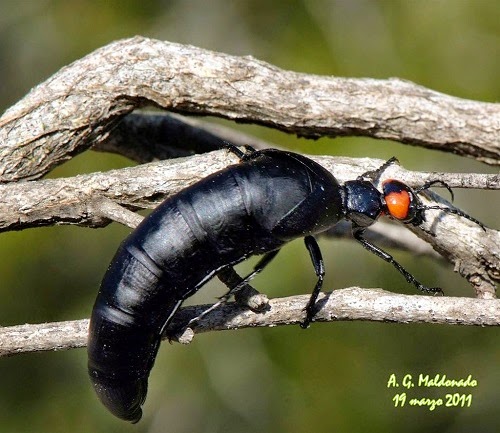 Biodiversidad Costa Granadina y ... (Fauna): Aceitera real ...