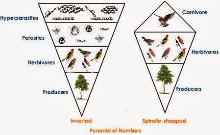 Grade 9 Science: Nov. 25 – Energy Flow, Food Webs and Ecological Pyramids