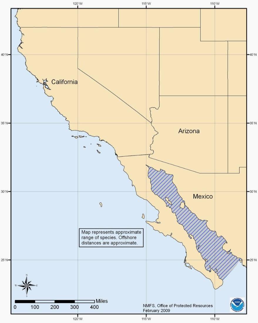 Virginia Tech Ichthyology Class : Fish Bladders Worth More Than Cocaine ...