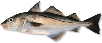 Facts about the Haddock fish | Facts About All