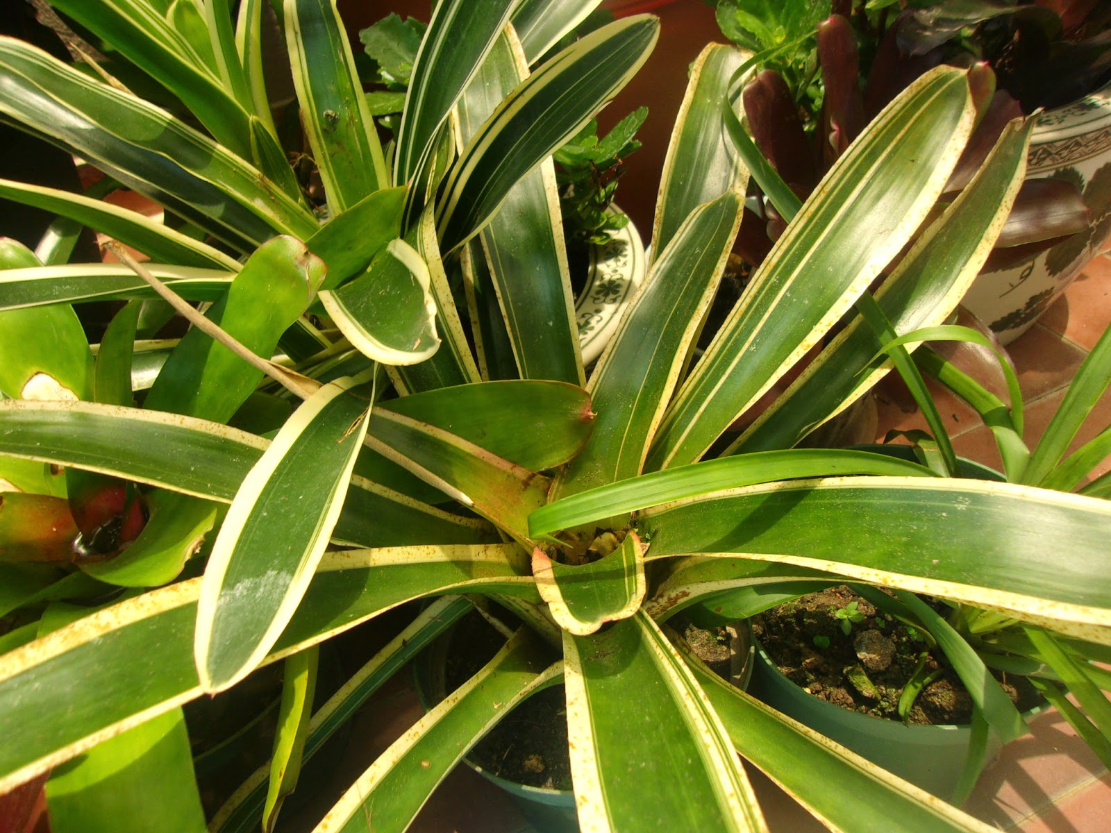 Mi patio y yo: Mis bromelias