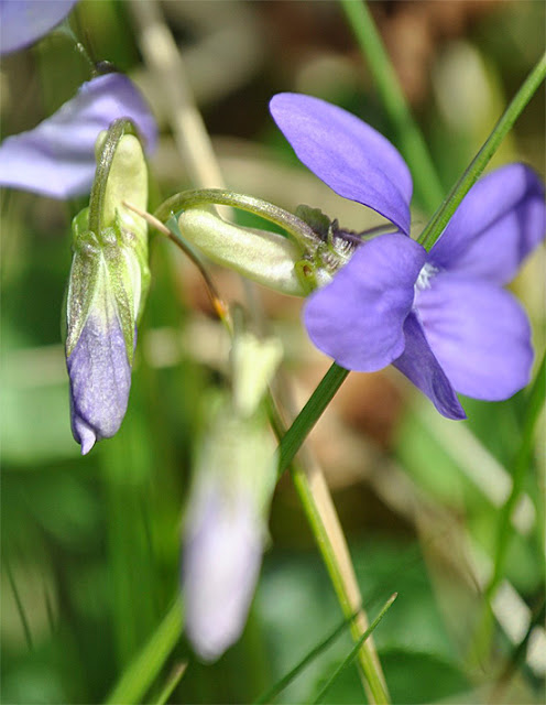 Nicolette's Notebook: Sweet Violets...