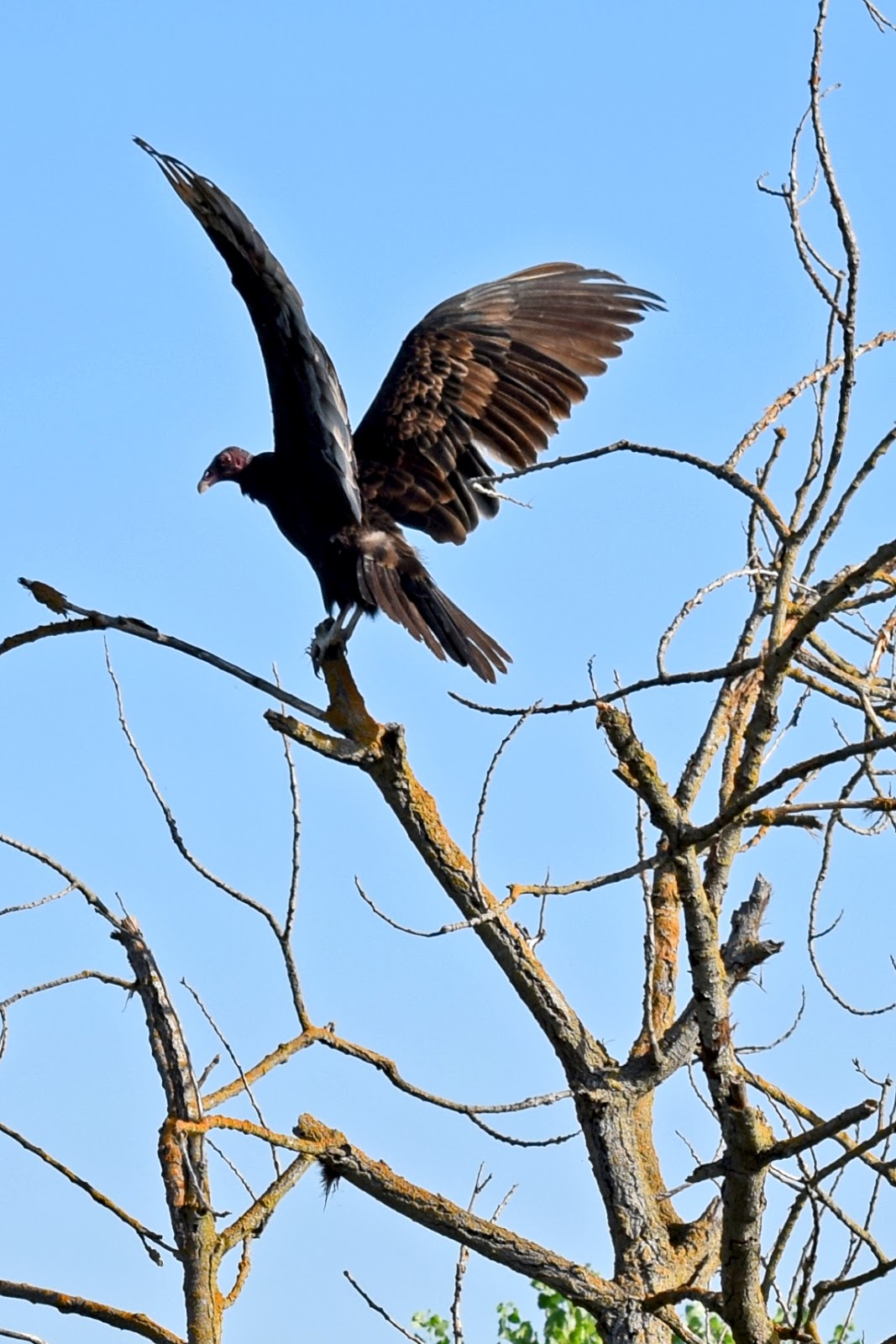 Adventures through Photography: It's a Bird! It's a Plane! Or Is It ...