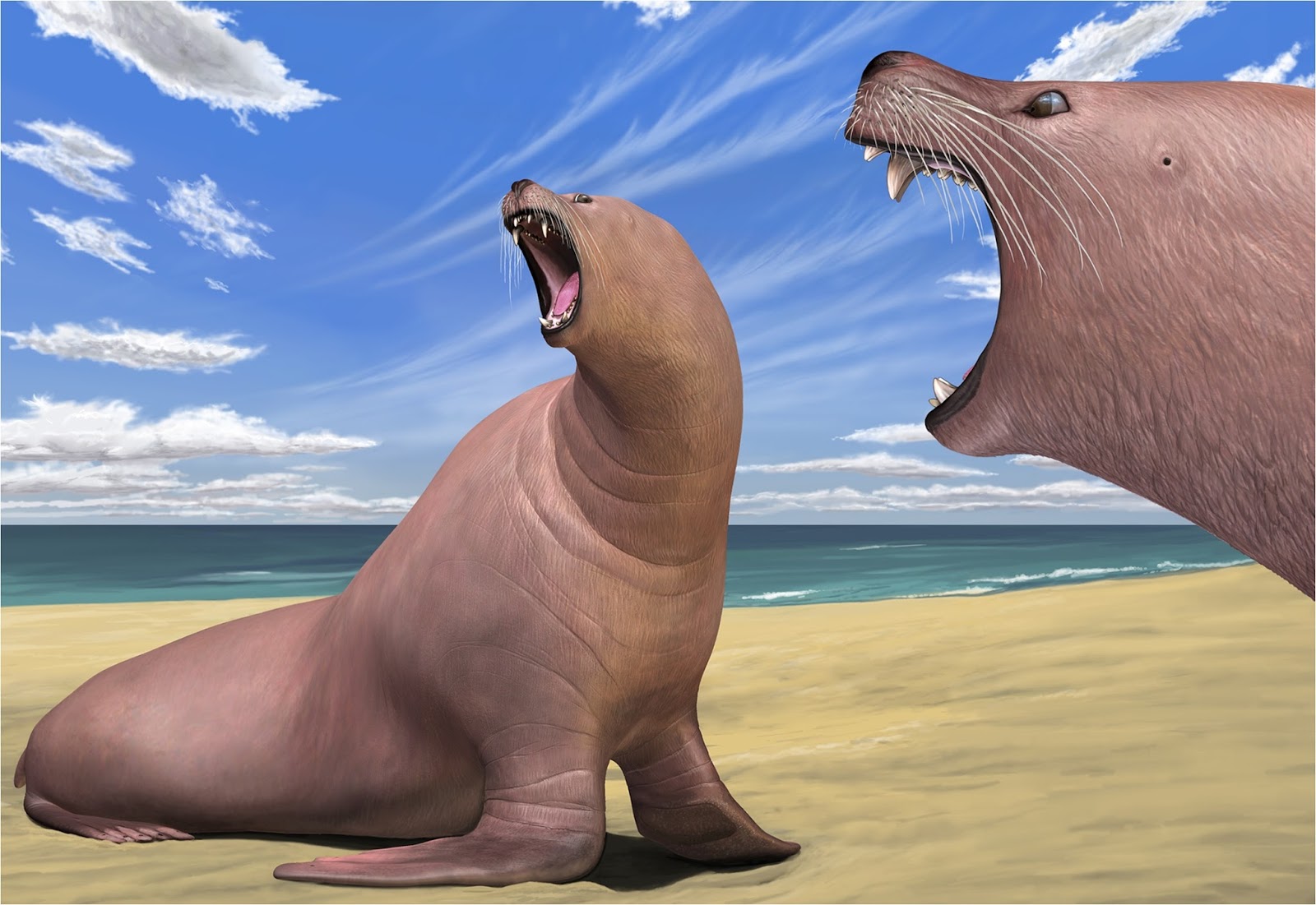 Sciency Thoughts: Archaeodobenus akamatsui: A fossil Walrus from the ...