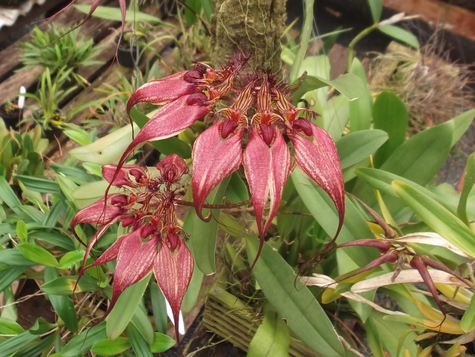GALLERANI ORQUÍDEAS: Bulbophyllum rothschildianum