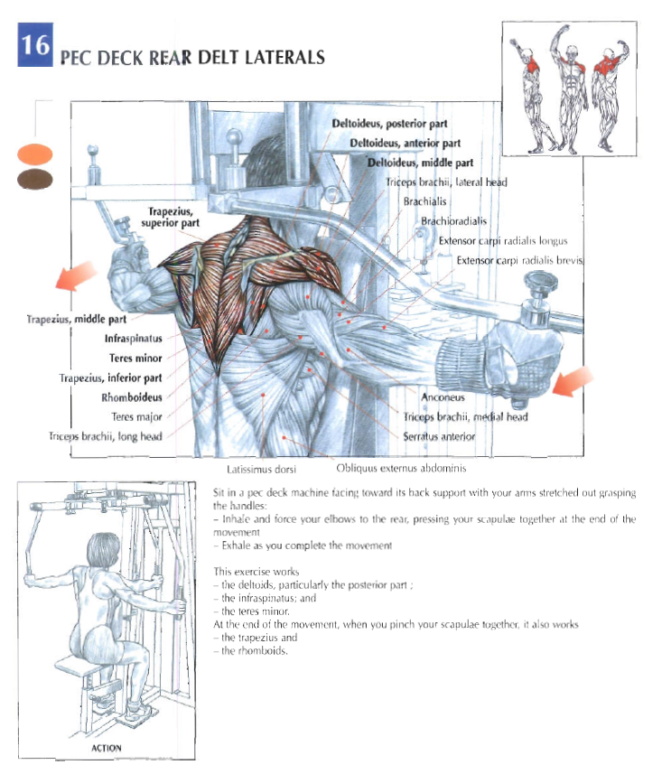 Pec Deck Rear Delt Laterals ~ Fitness Guide - Pain is temporary, Pride ...