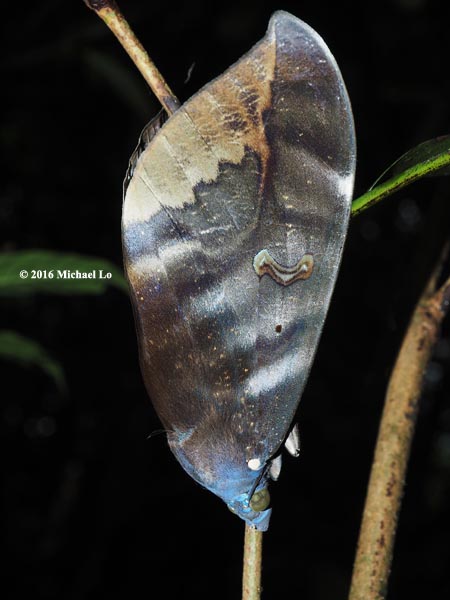 The rainforests of Borneo & Southeast Asia: Escape the tropical heat in ...