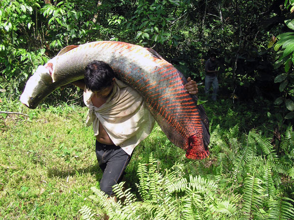 ANGLINGFRONTIERS.COM: FISH SPECIES OF THE BOLIVIAN AMAZON