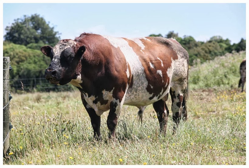 Generalidades de la Ganadería Bovina.: Ayrshire