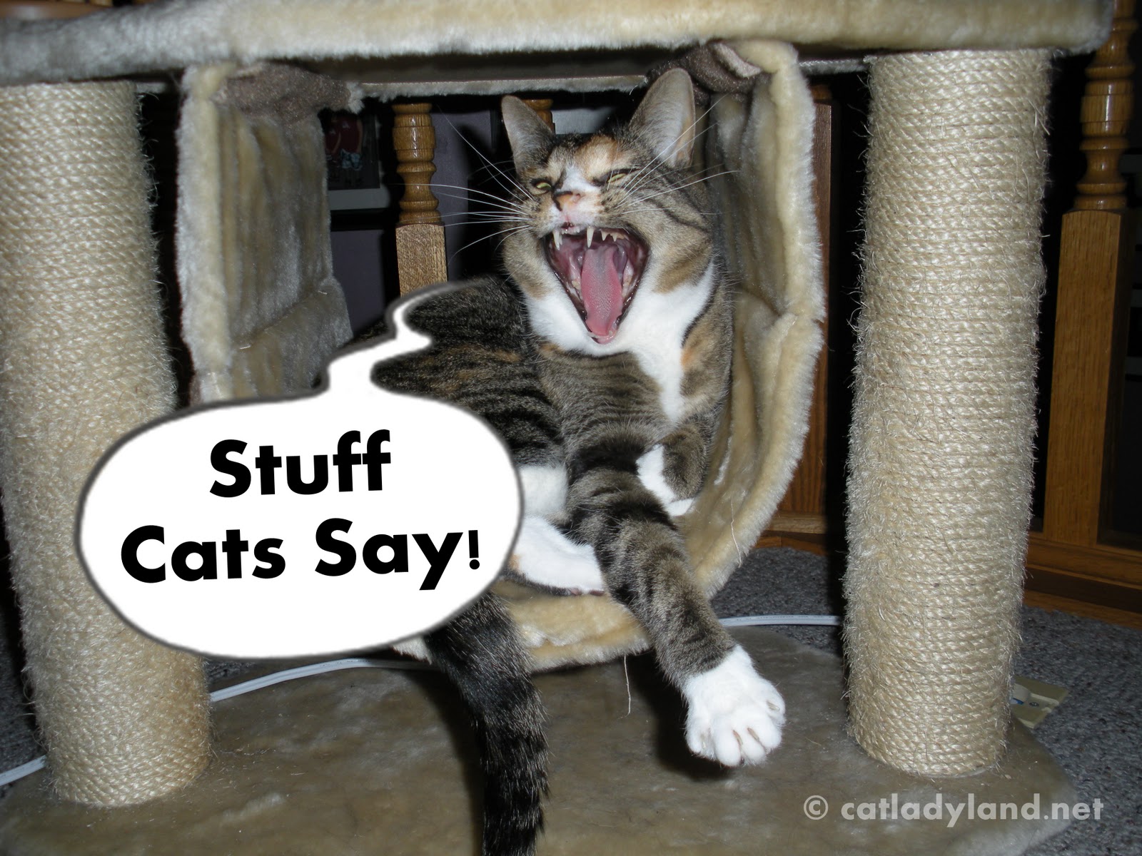 Catladyland: Cats are Funny: Stuff Cats Say: Overhead at the Water Dish
