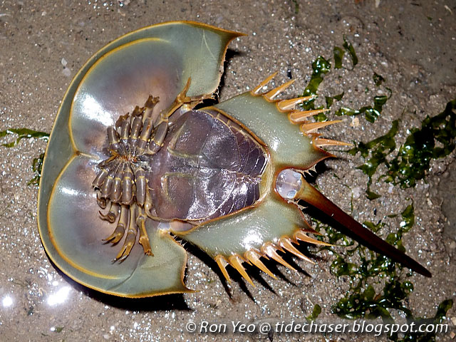 tHE tiDE cHAsER: Horseshoe Crabs (Phylum Arthropoda: Family Limulidae ...