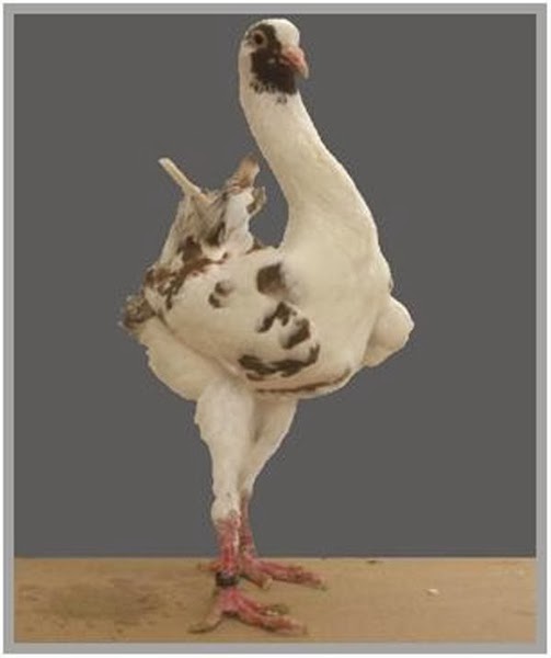 Mymensingh Pigeon & Bird Club: Pigeon Photo Gellary