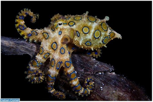 Haiwan haiwan Aneh Dalam Laut Sukar di Temui. - Gaban Comel