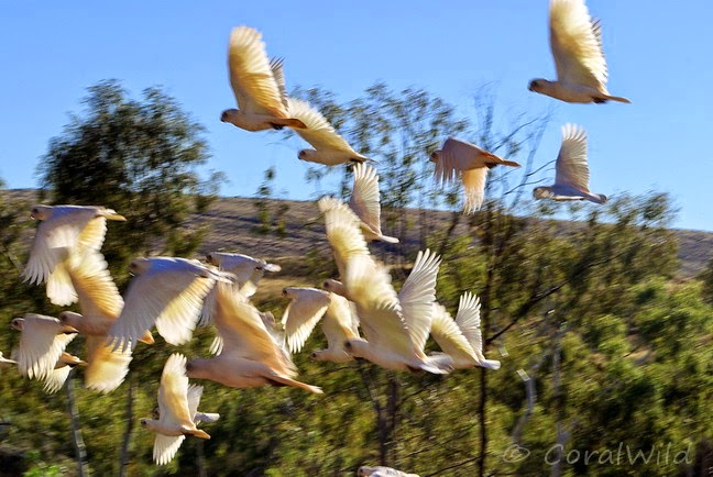 Coral Wild - A Safari Guides Diary: aaaahhh.... the birds!!