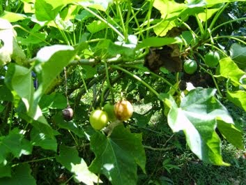 Manfaat Daun Jarak, Getah, Biji untuk Kesehatan - CARA BUDIDAYA