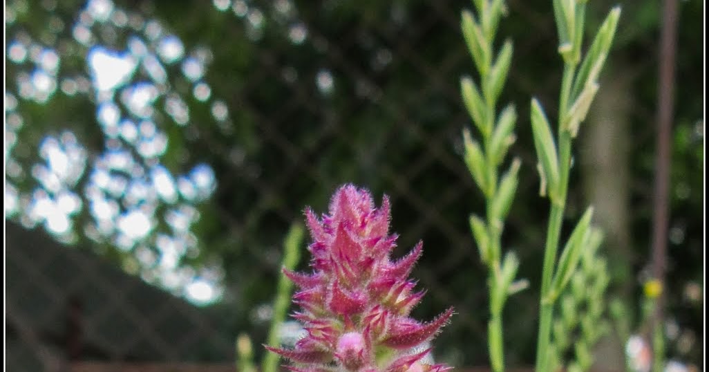 Lumea văzută din Turda: Poroinic (Dactylorhiza maculata)