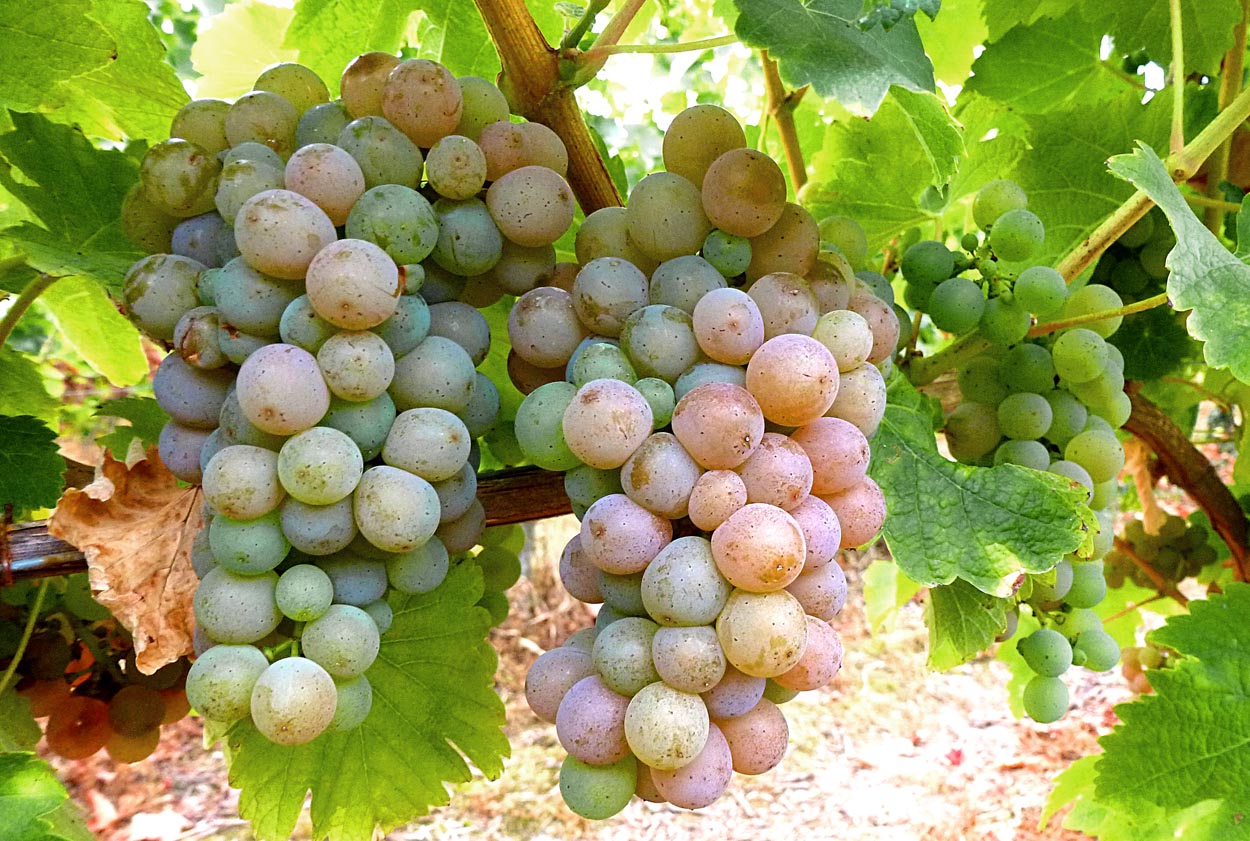 Living the life in Saint-Aignan: Raisin rose