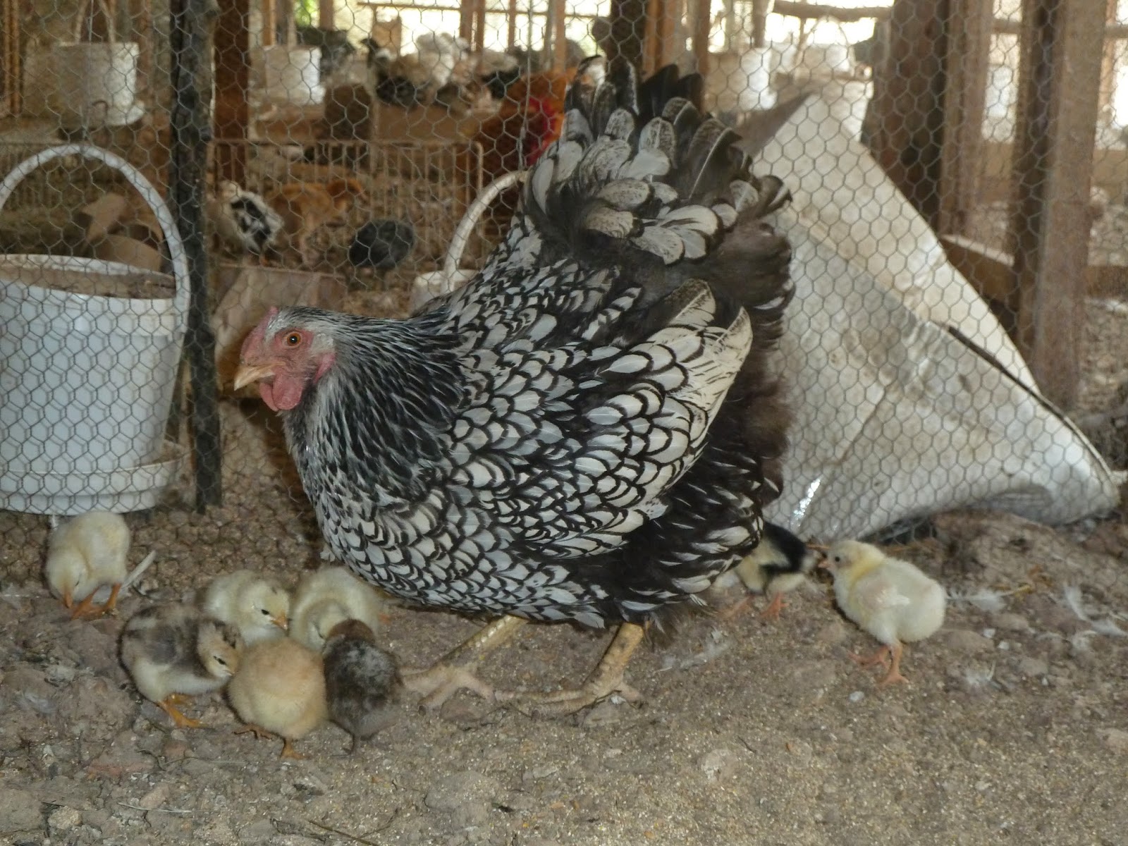 ΚΛΩΣΣΑ / CHIKEN MOTHER / MOTHER HEN - ΚΟΤΕΣ ΡΑΤΣΕΣ ΑΥΓΑ