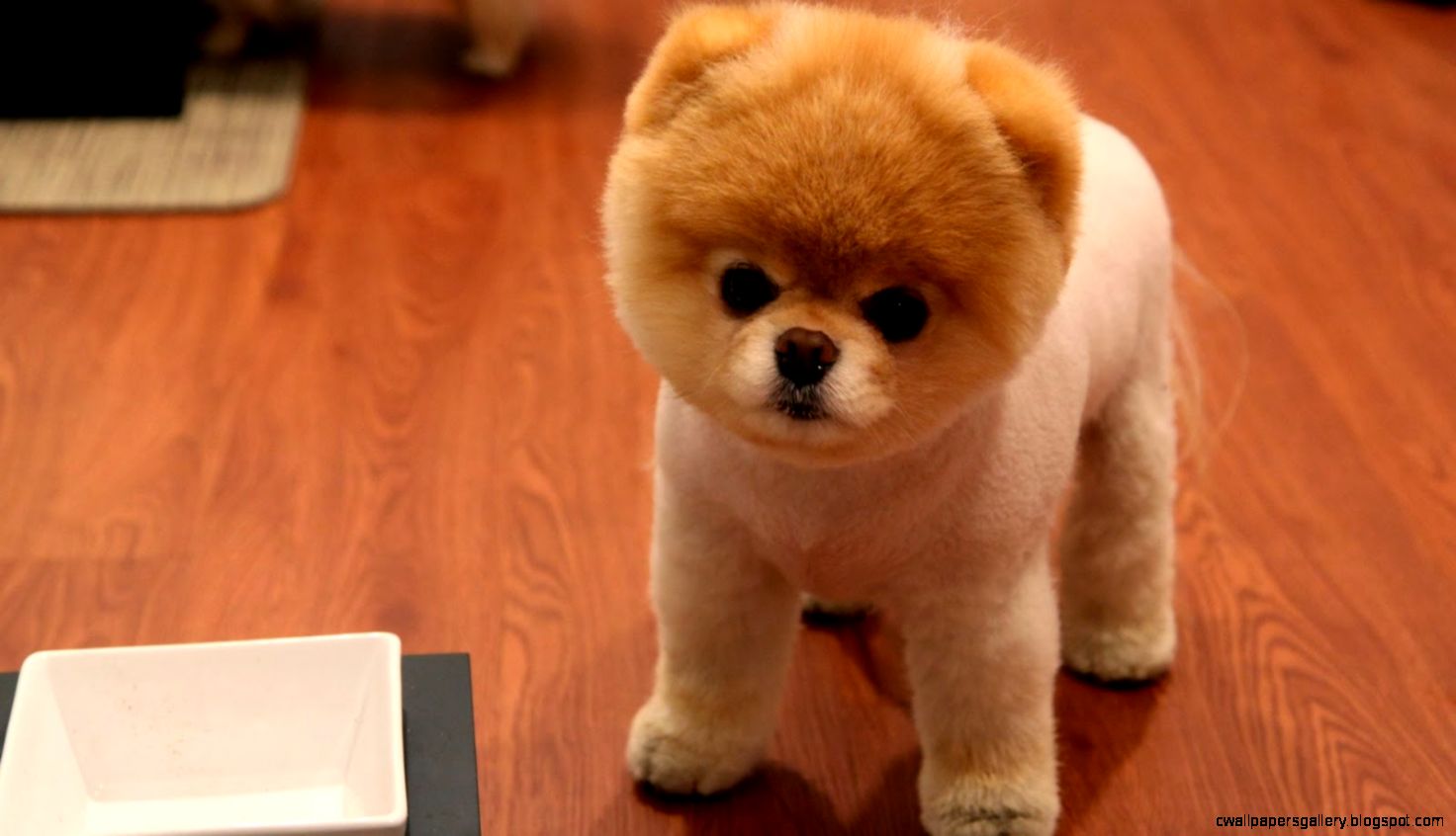 Cute Kittens And Puppies And Bunnies | Wallpapers Gallery