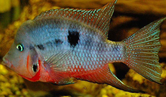 Nature Lover: Cichlid Fish