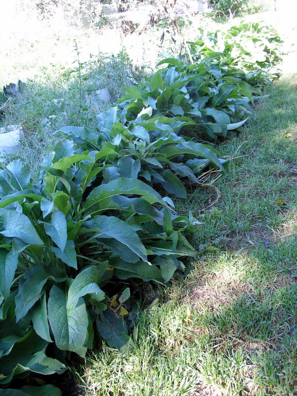 Living the Frugal Life: Update on the Comfrey Experiments