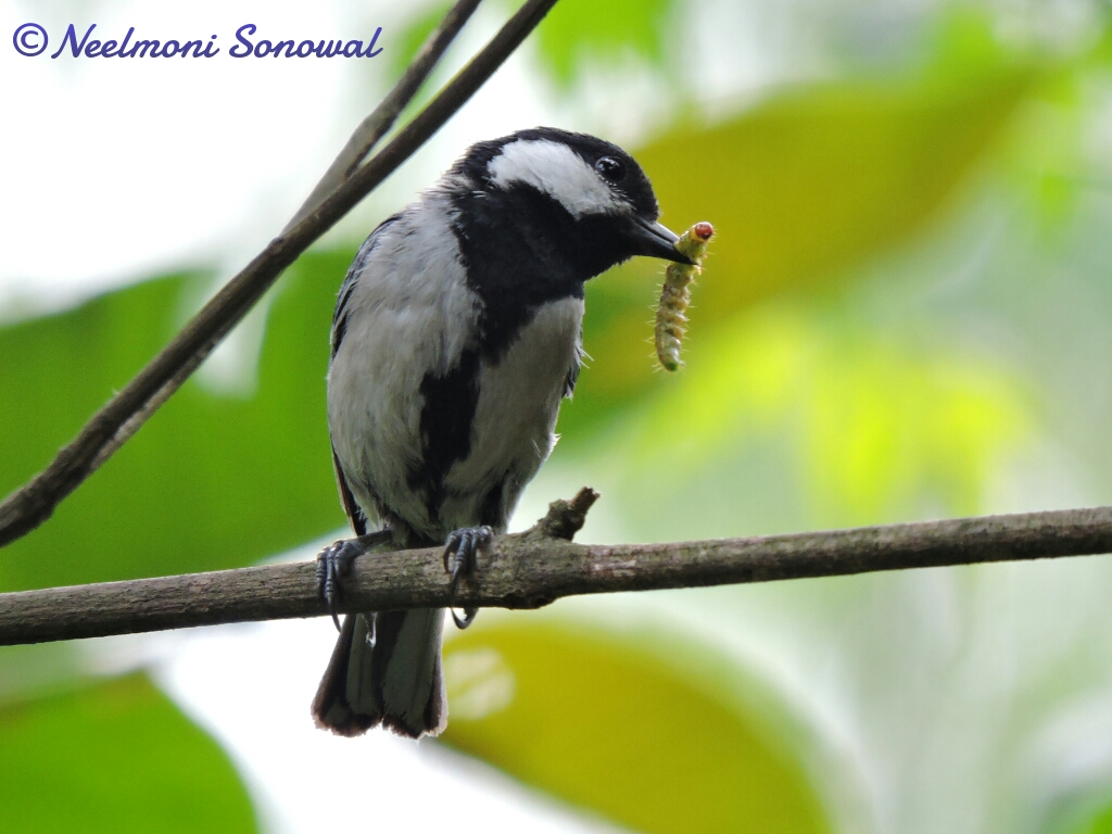 Birds of Assam,India
