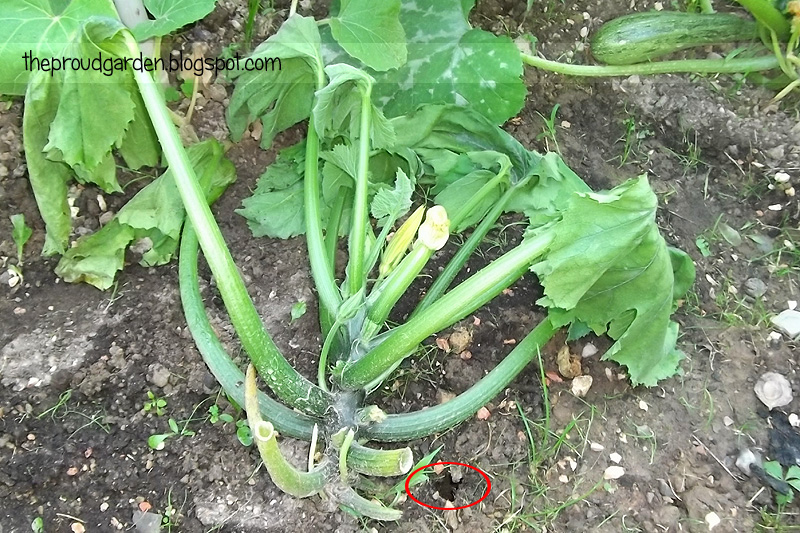 The Proud Garden: Now here's a part of a zucchini plant worth tasting