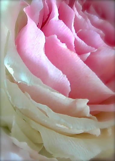 Le rose di Mari: Ed eccomi, dopo giorni di attesa, finalmente vi posto ...