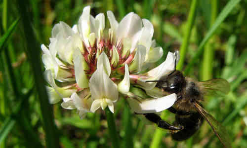Entre flores y abejas: Trebol blanco