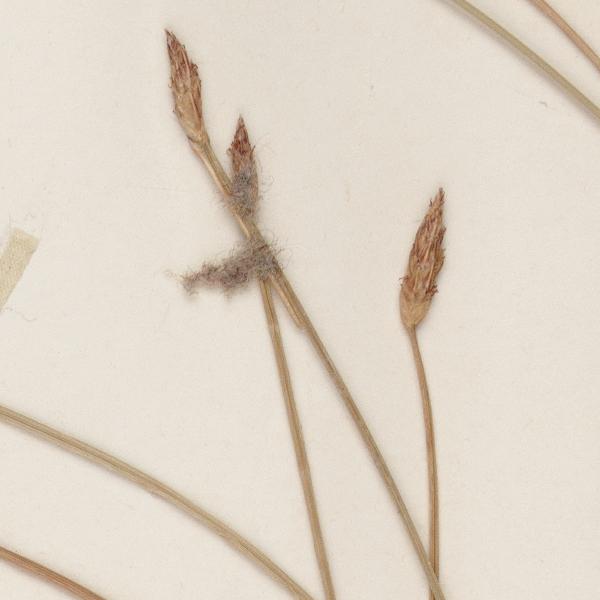 PLANT FAMILIES OF PUERTO RICO AND FLORIDA PAPO VIVES: CYPERACEAE ...