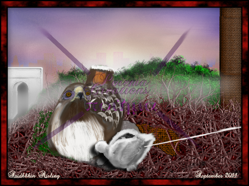 Pip, the Red-tailed Hawk: The Art of Slicing