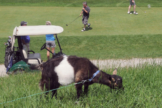 Eat Sleep Golf - Toronto: Golf Club Adds Goats to Groundskeeping Staff