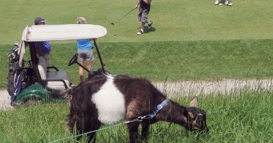 Eat Sleep Golf - Toronto: Golf Club Adds Goats to Groundskeeping Staff