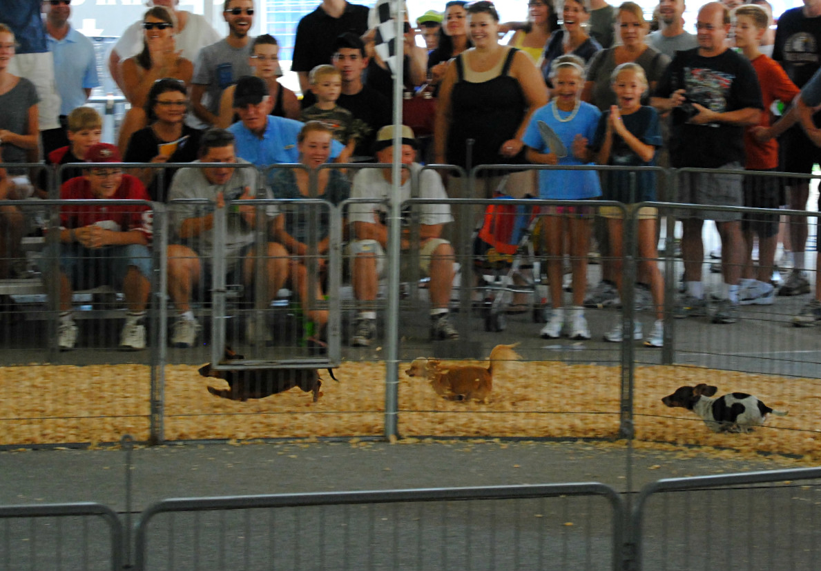 Feeling Fab after Fifty: Indiana State Fair - The Animals